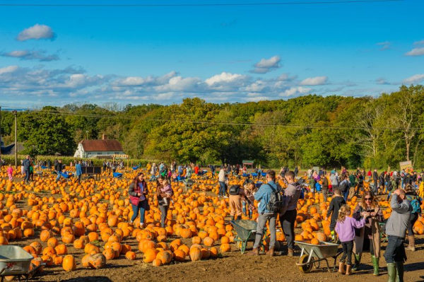 Plan Your Visit to Tulleys Pumpkin Farm