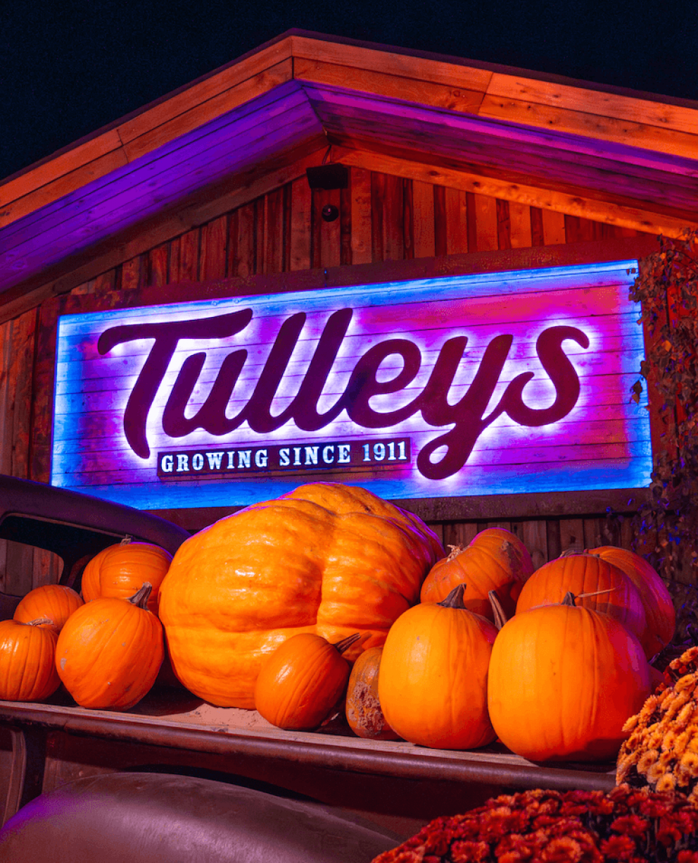 Tulleys Pumpkin Nights - Pick Your Own